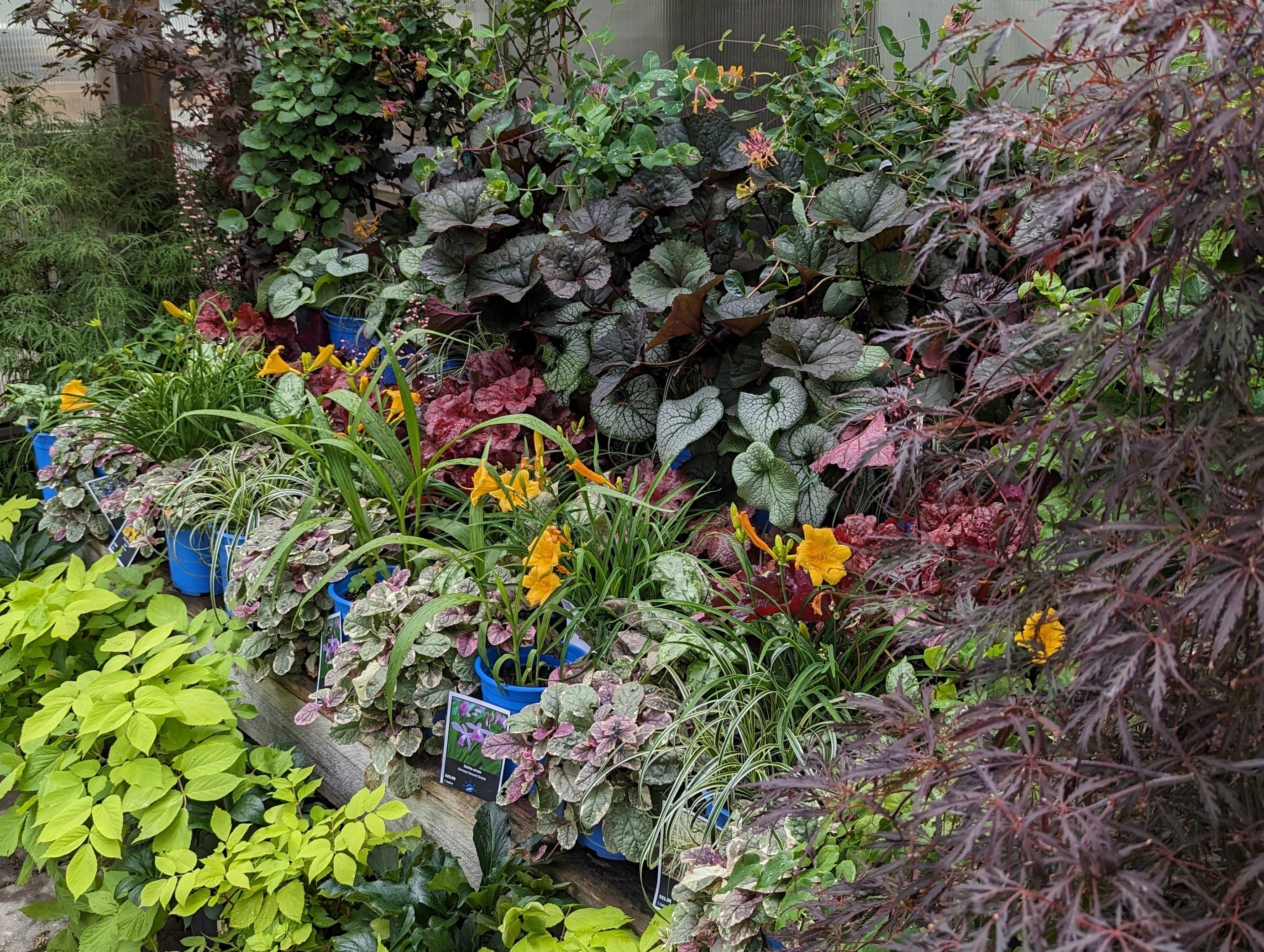 Perennials – Springwater Garden Center