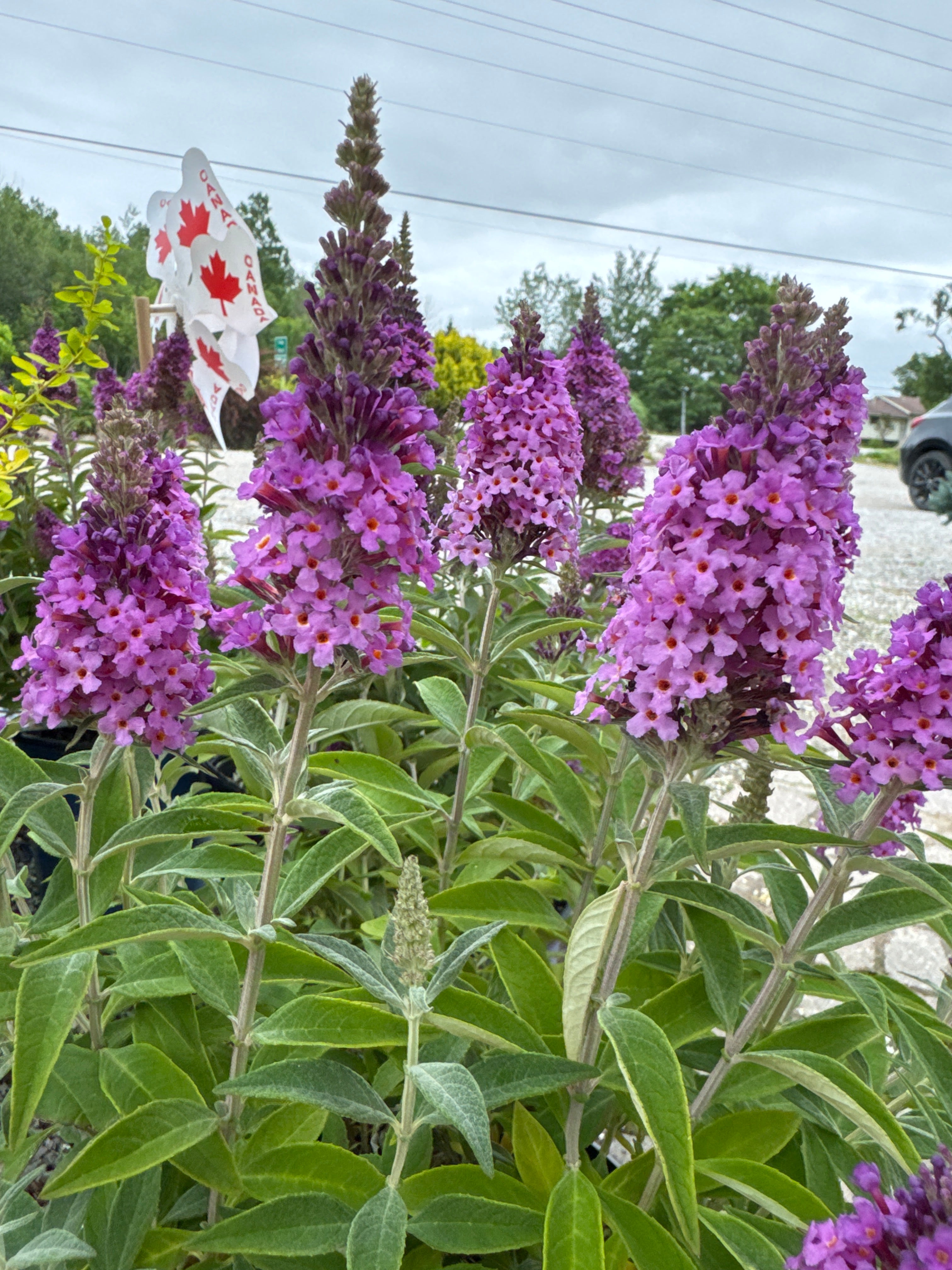 Buddleia BIRTHDAY CAKE (B.E.) 2gal – Springwater Garden Center