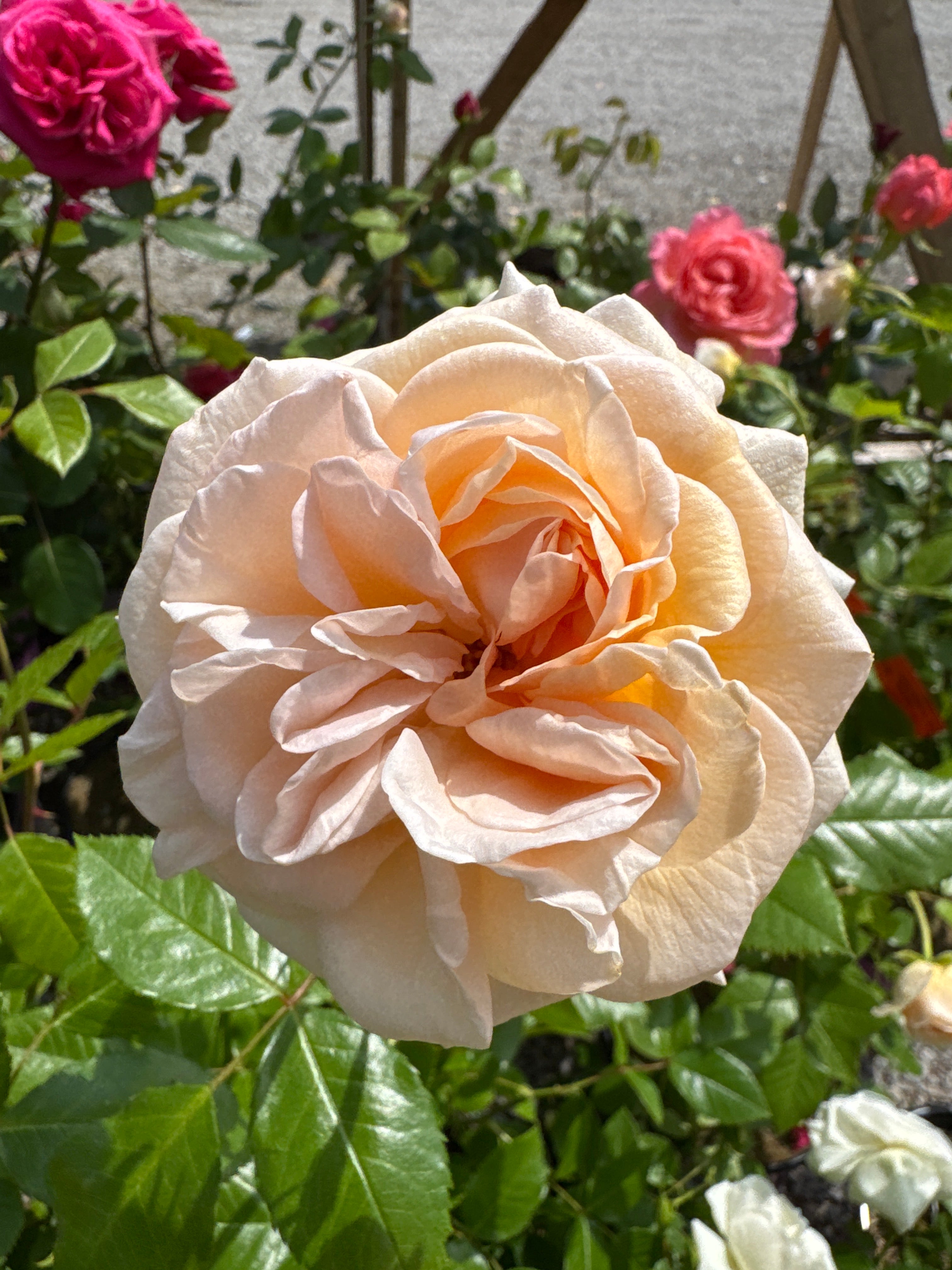 Rose 'Showpiece Champagne' 1gal – Springwater Garden Center