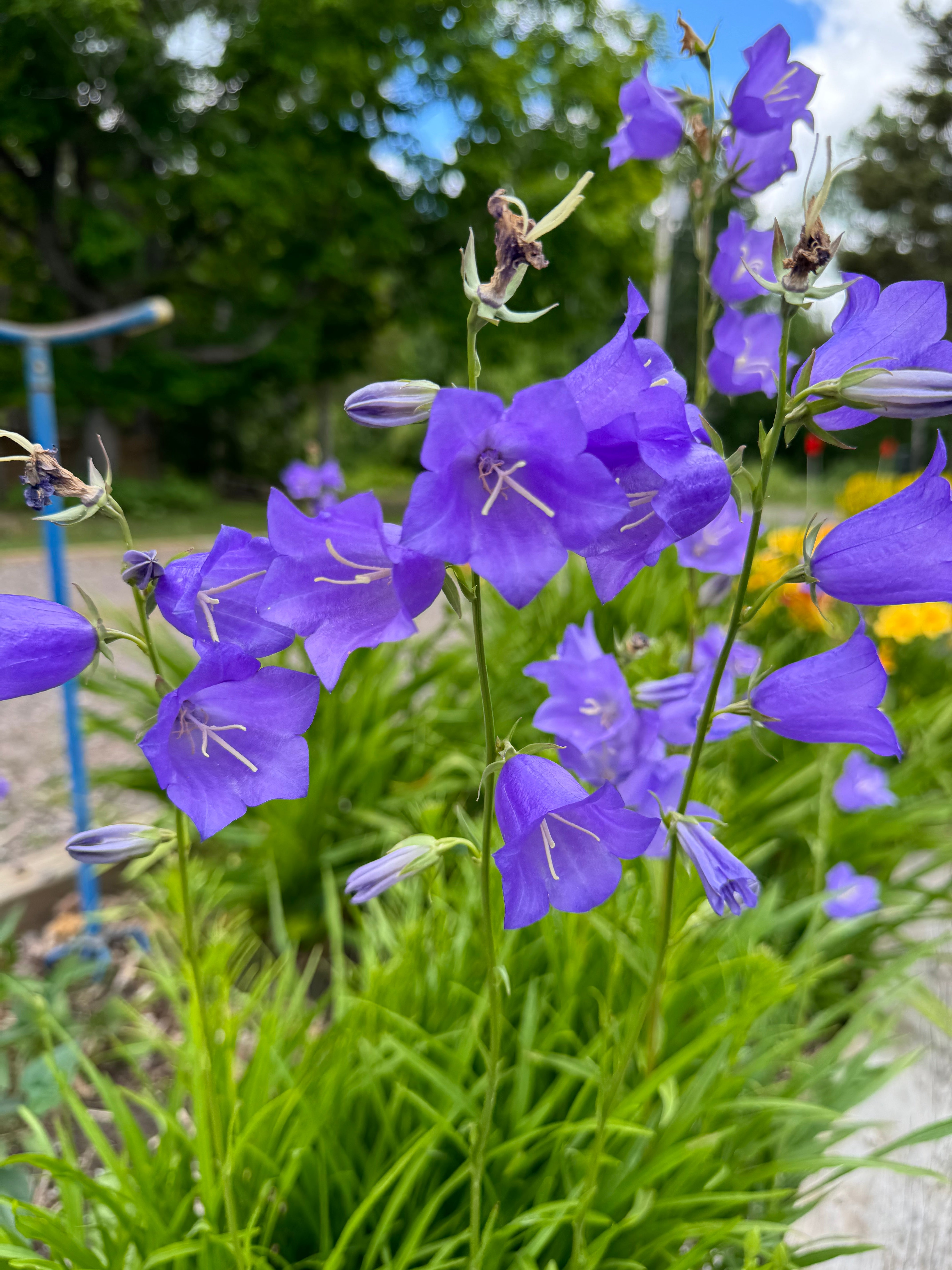 Platycodon g. ASTRA BLUE – Springwater Garden Center