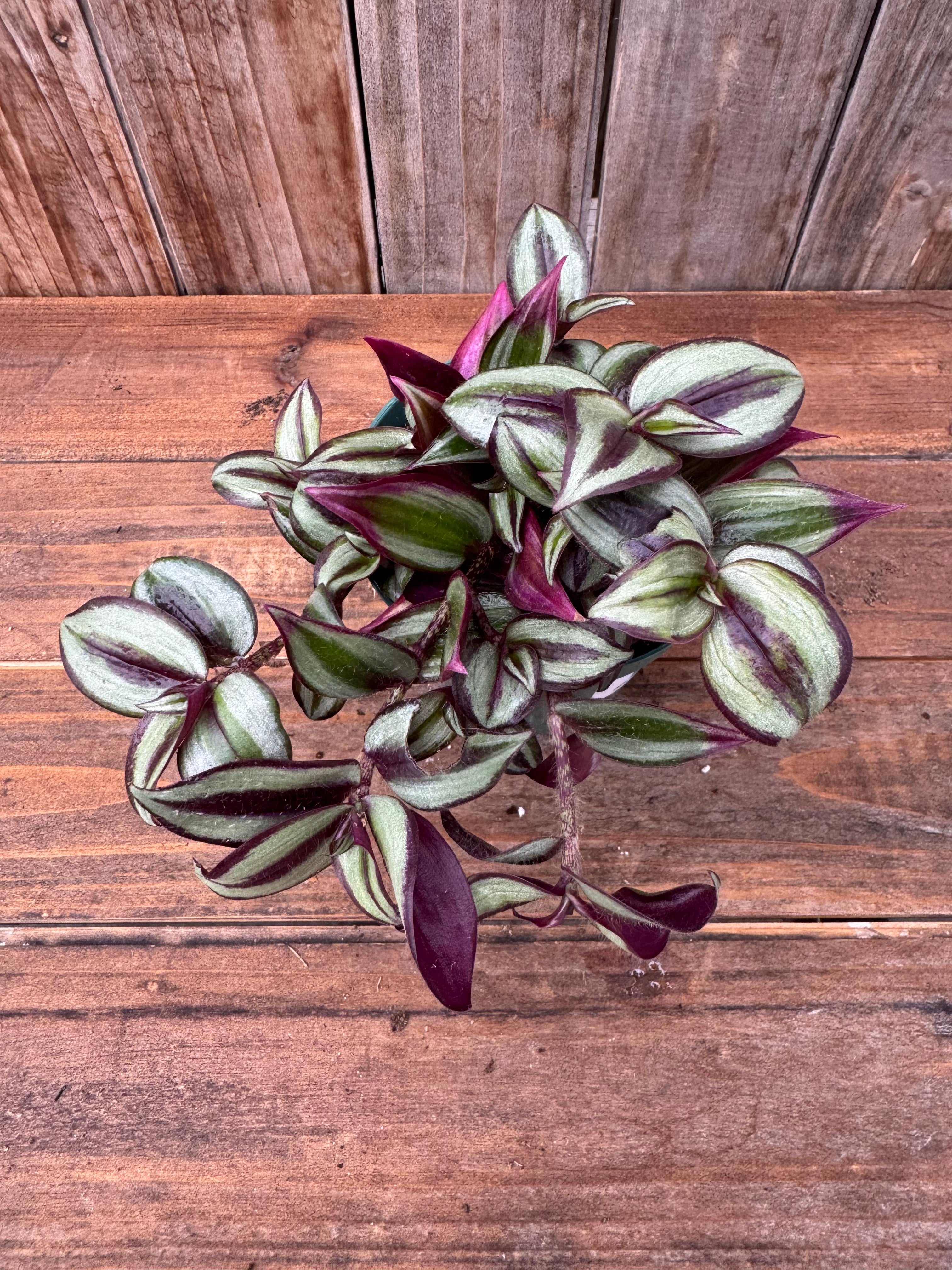 Tradescantia ‘Red Silver’ (4.5”) – Springwater Garden Center