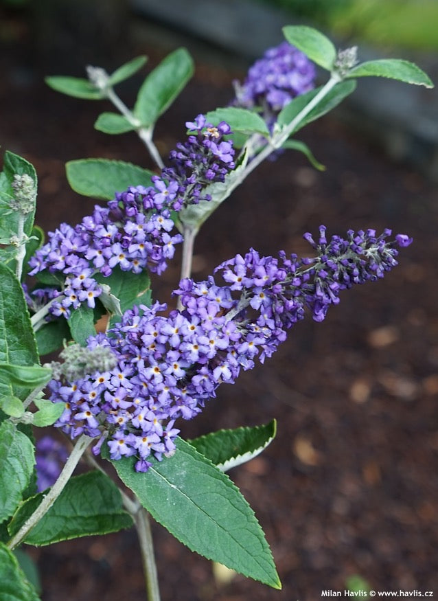 Buddleia BLUE HEAVEN (Flutterby Petite) – Springwater Garden Center