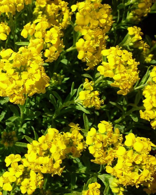Alyssum w. GOLDEN SPRING – Springwater Garden Center