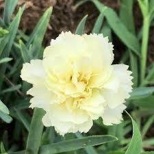 Dianthus ODESSA YELLOW BLING BLING – Springwater Garden Center