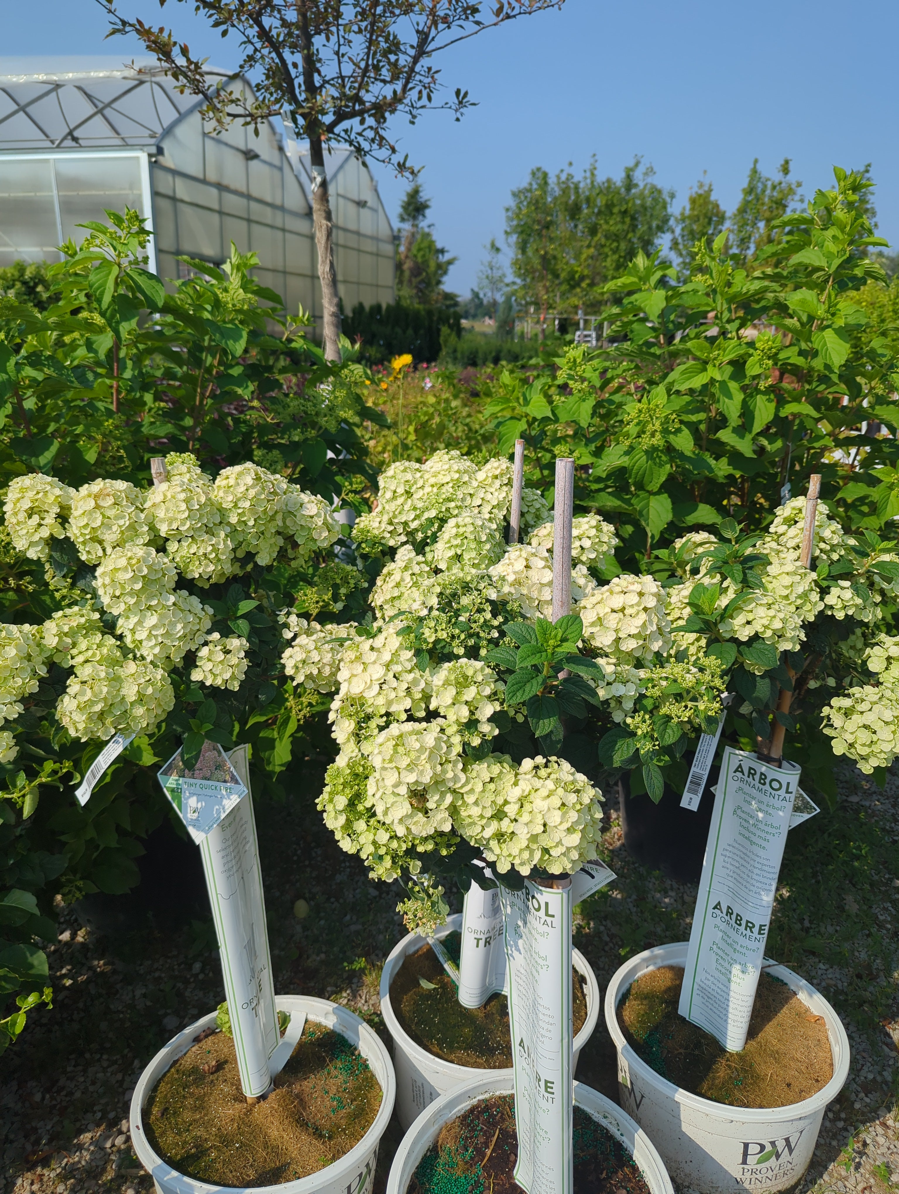 Hydrangea p. std. 'Tiny Quick Fire' – Springwater Garden Center